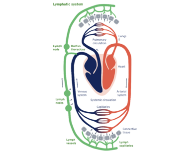 Det lymfatiska systemet: Vad det är och hur det fungerar