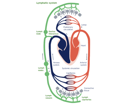 The Lymphatic System: What it is and how it works