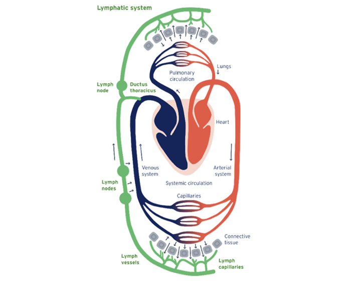 The Lymphatic System: What it is and how it works